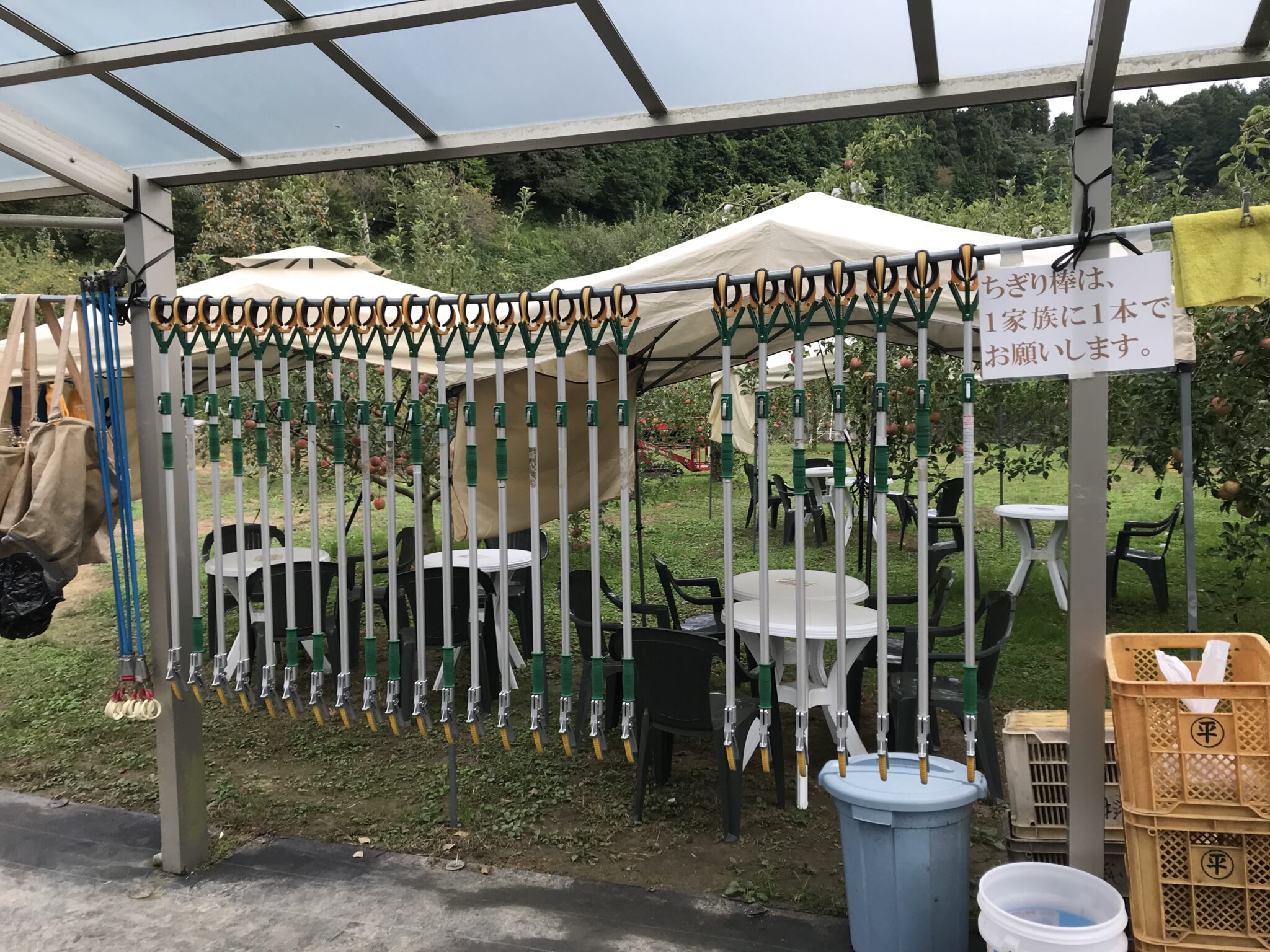【佐賀市三瀬村のまるじゅんリンゴ園】りんご狩り体験レビュー | Satoki.net